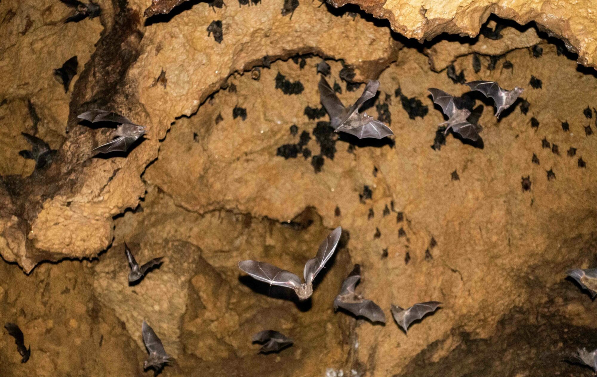 Novelteeth Group at ISEM – Eco-evo-devo – Bats – Teeth – Adaptation – Novelty – Space biology